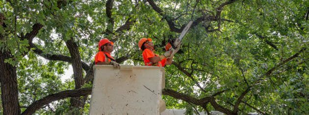 Government Tree Services | Carr’s Tree Service – Minnesota