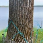 Residential Tree Services | Carr’s Tree Service – Minnesota