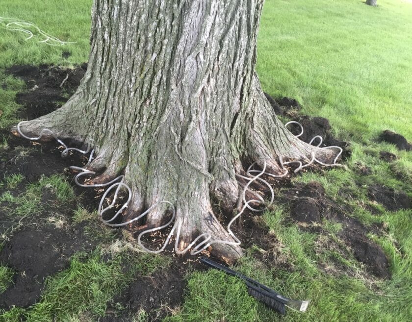 Dutch Elm Disease - Carr's Tree Service