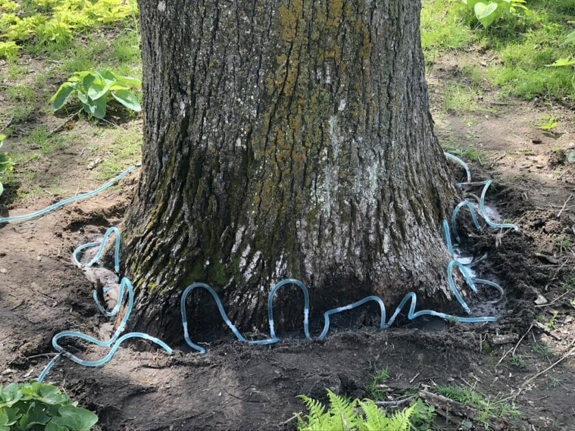 Bur Oak Blight - Carr's Tree Service