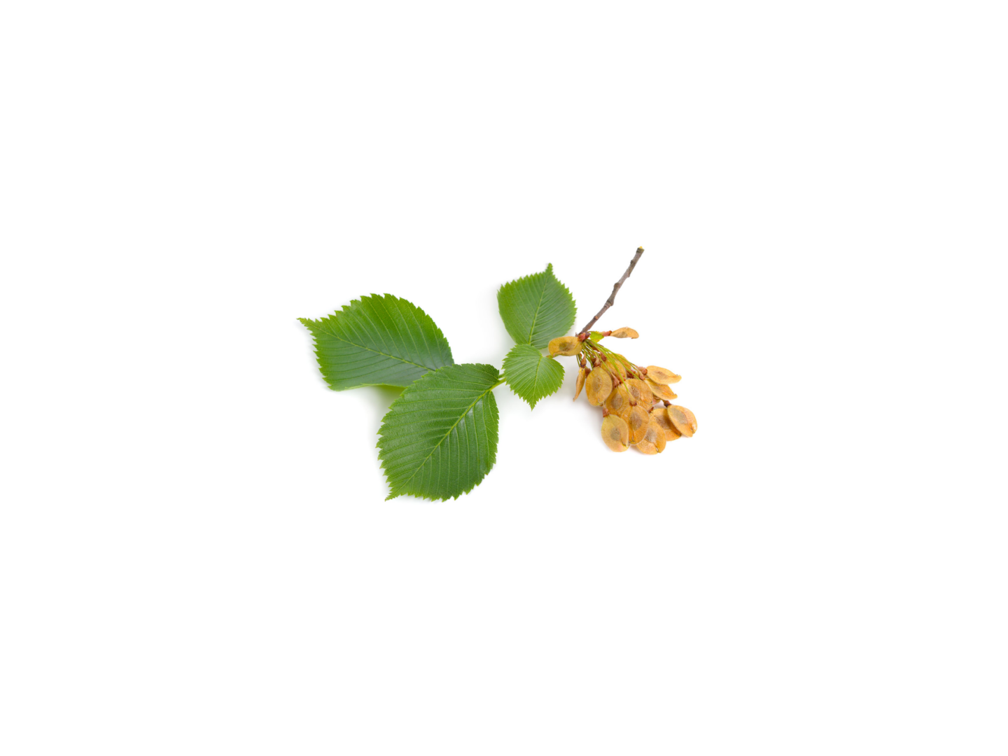 Dutch Elm Disease - Carr's Tree Service