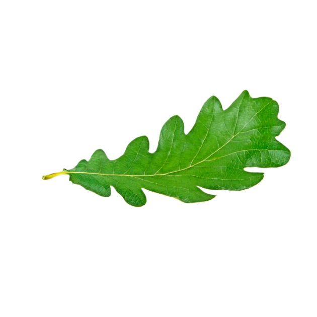 Oak Wilt - Carr's Tree Service