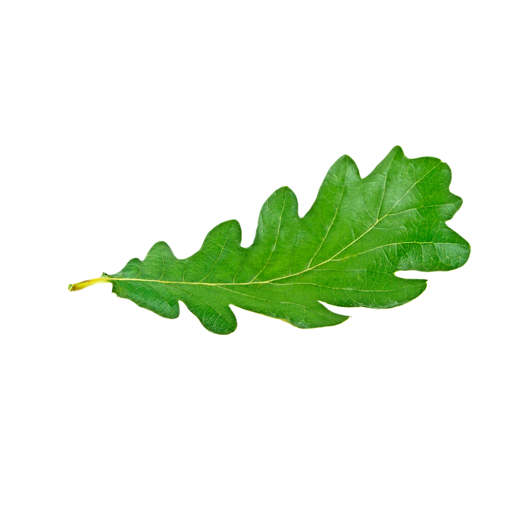 Oak Wilt - Carr's Tree Service