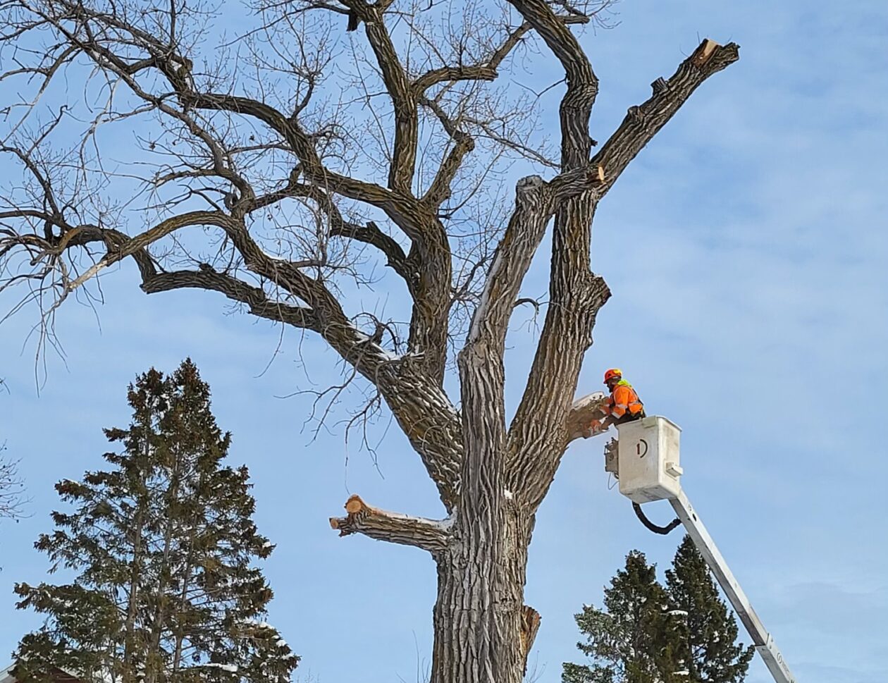 Residential Tree Services | Carr’s Tree Service – Minnesota