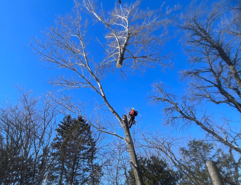 Residential Tree Services | Carr’s Tree Service – Minnesota