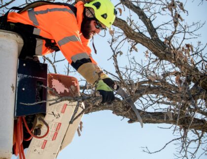 Residential Tree Services | Carr’s Tree Service – Minnesota